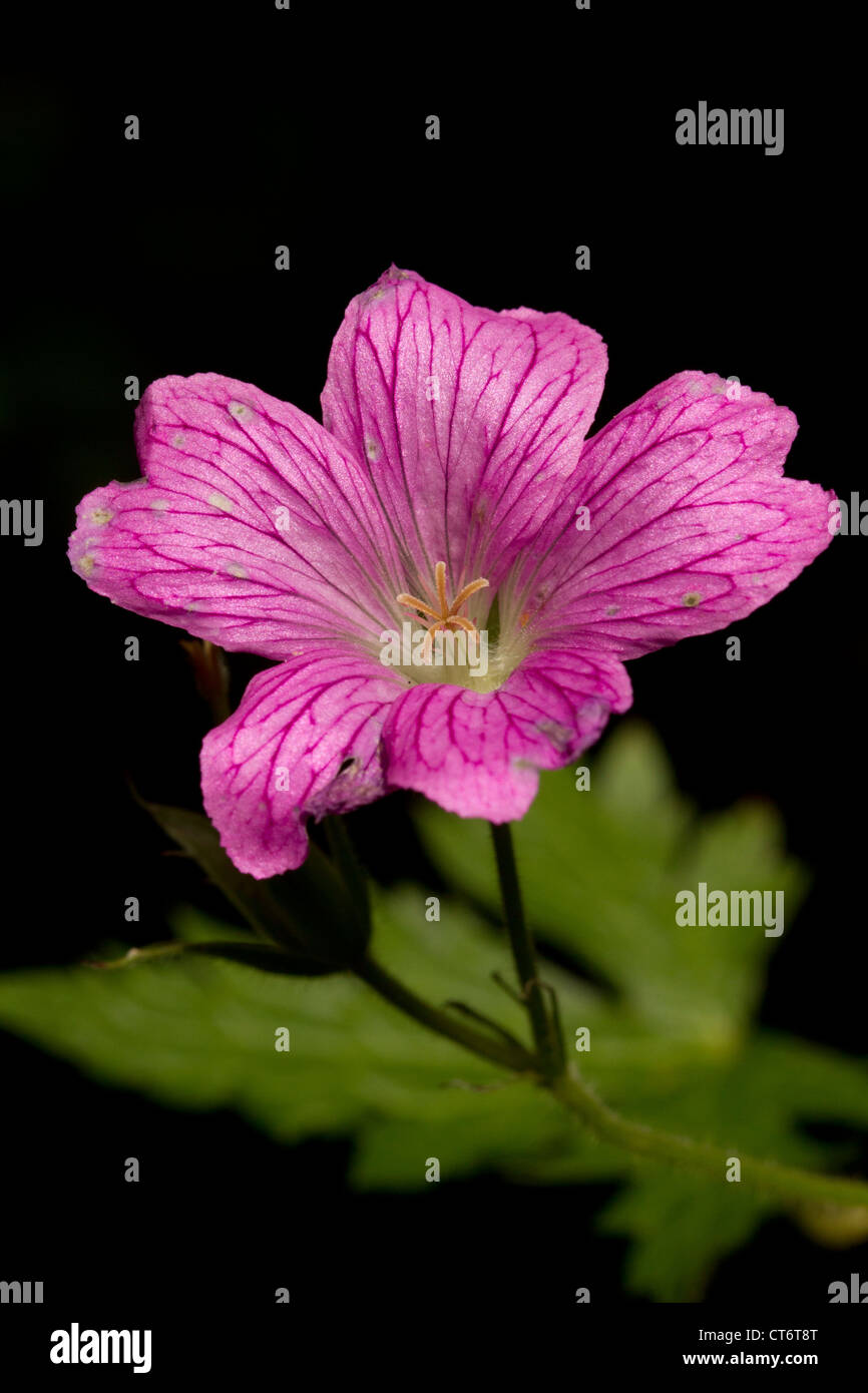 Geranium sp., Cornwall, UK Stock Photo - Alamy