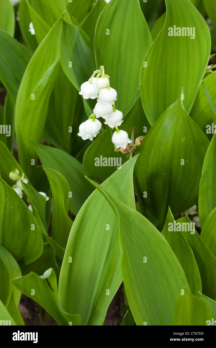 Lily of the Valley, Convallaria majalis, Liliaceae, Botanical Garden ...