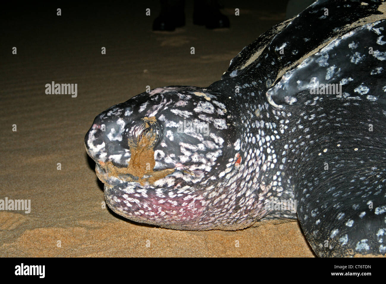 Leatherback sea turtle on beach at night Stock Photo - Alamy