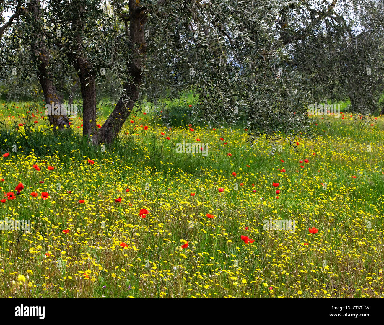 Tuscany, countryside - Papaver rhoeas with Olea europaea trees ...