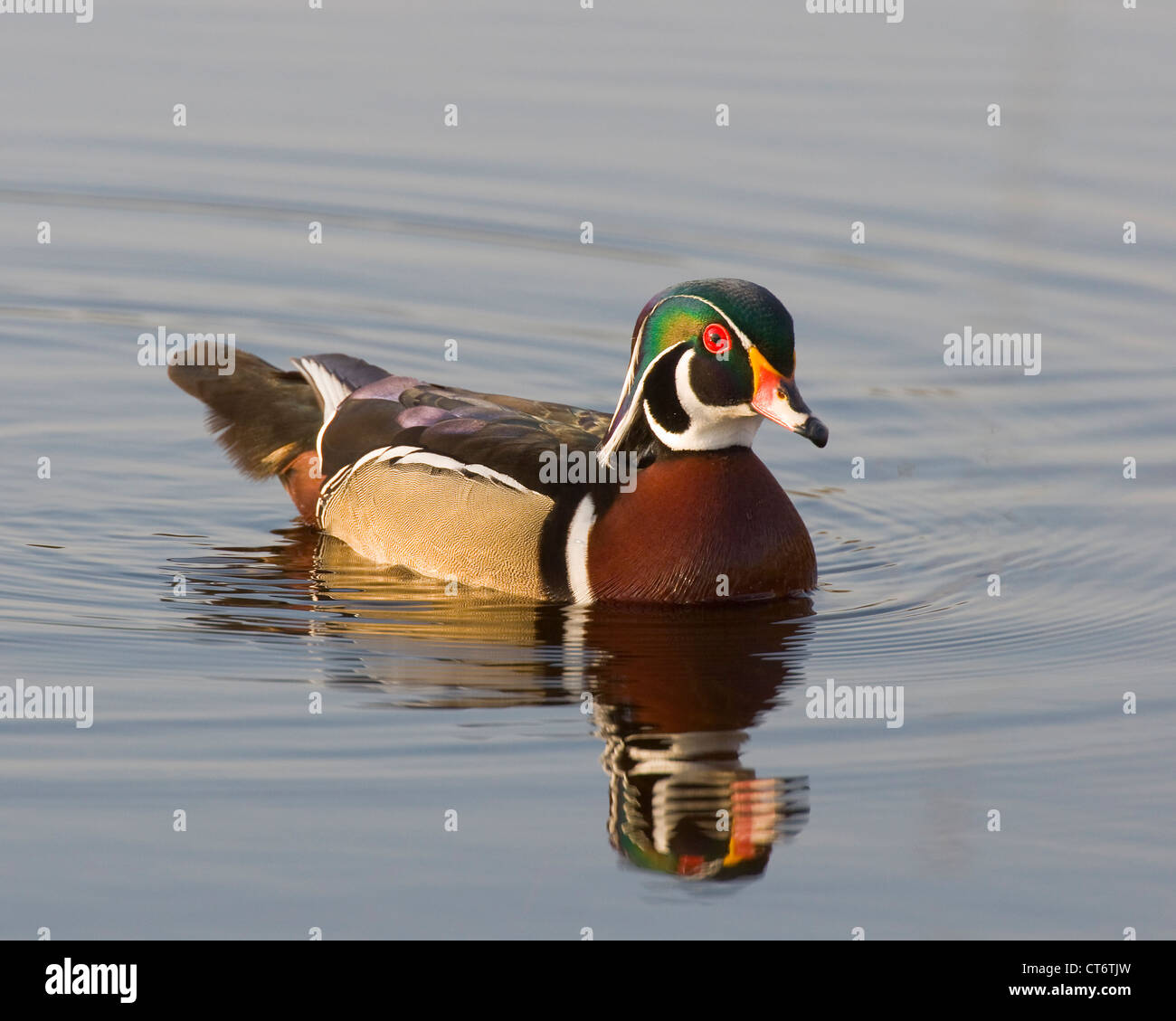Drake Wood Duck Stock Photo - Alamy