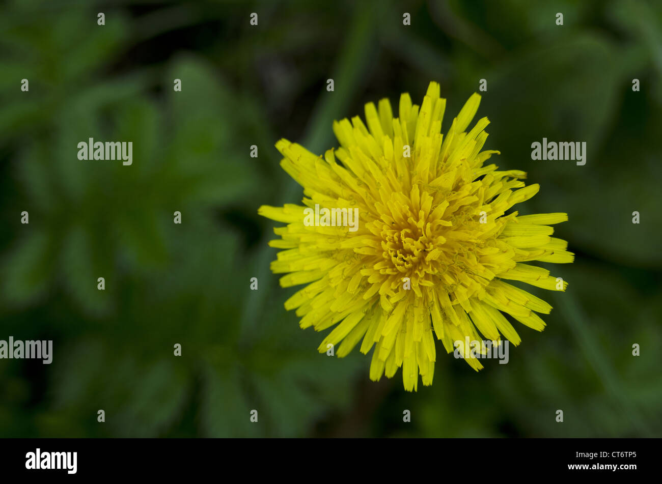 Beautiful dandelion flower close hi-res stock photography and images ...