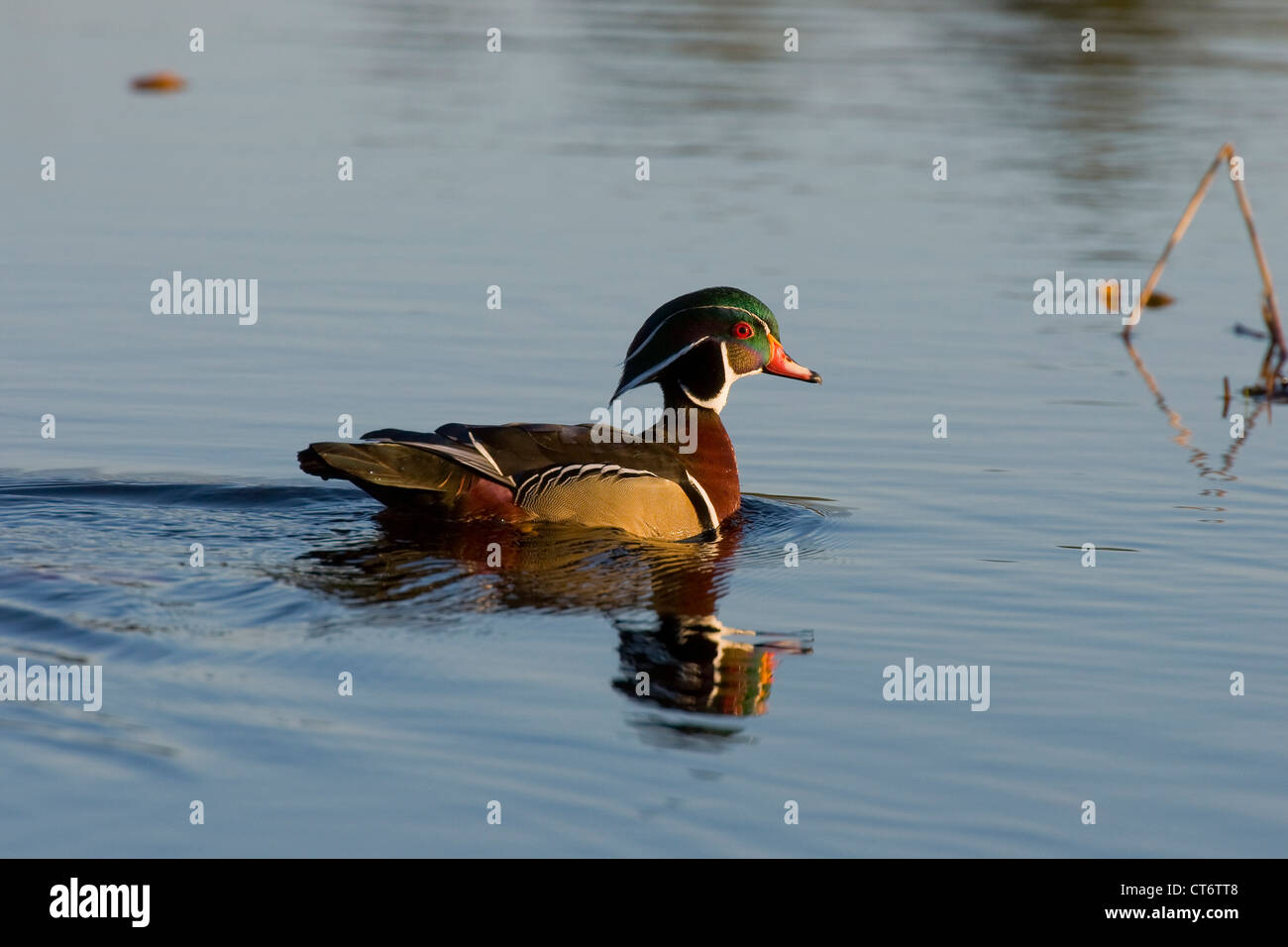 Alert Wood Duck Stock Photo - Alamy