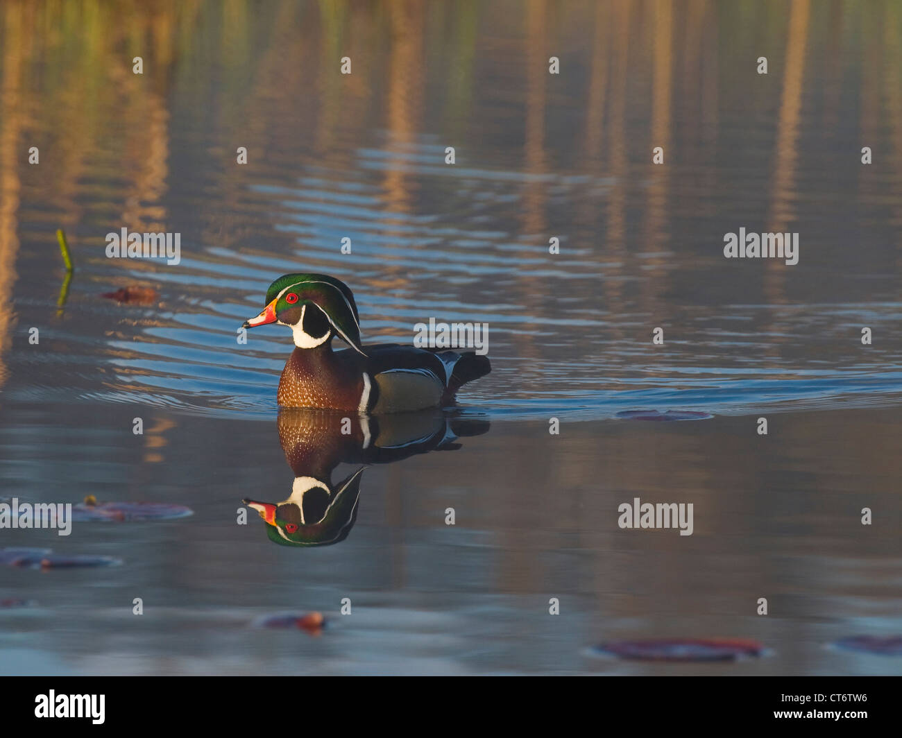 Alert Wood Duck Stock Photo - Alamy