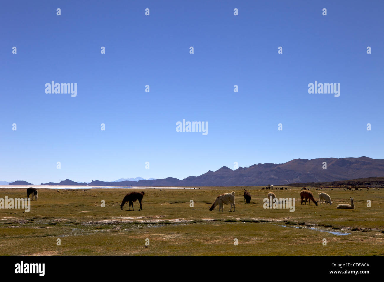 Llamas and Alpacas grazing, tunupa, South West Bolivia, South America ...