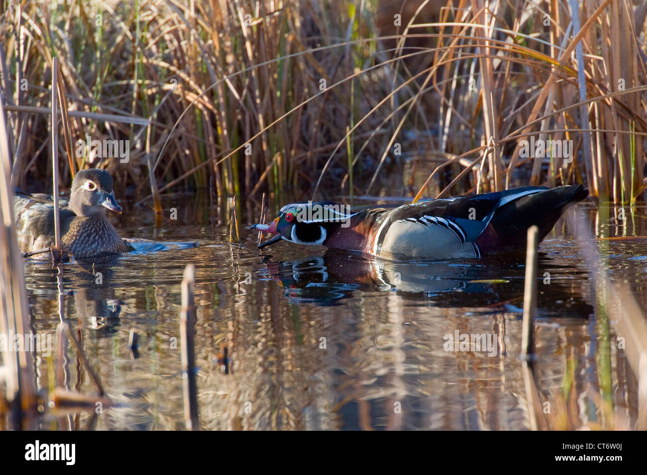 Wood Ducks Arguing Stock Photo - Alamy