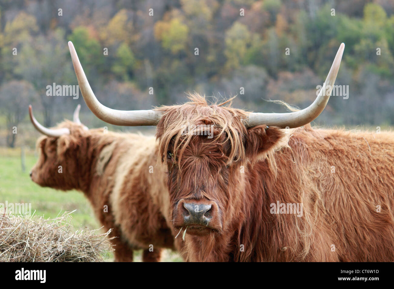 Two highland cows Stock Photo - Alamy