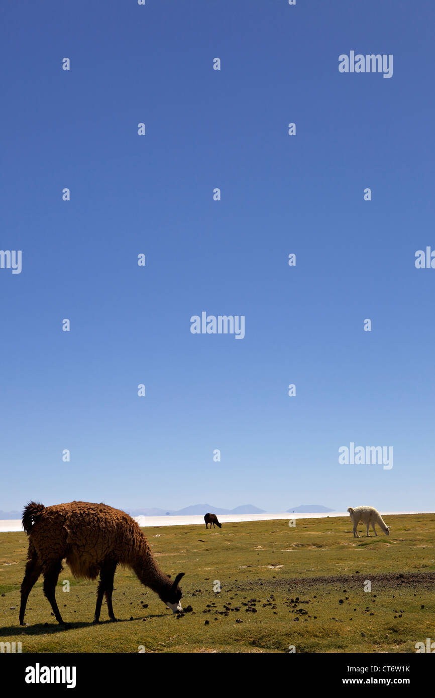 Llamas and alpacas hi-res stock photography and images - Alamy