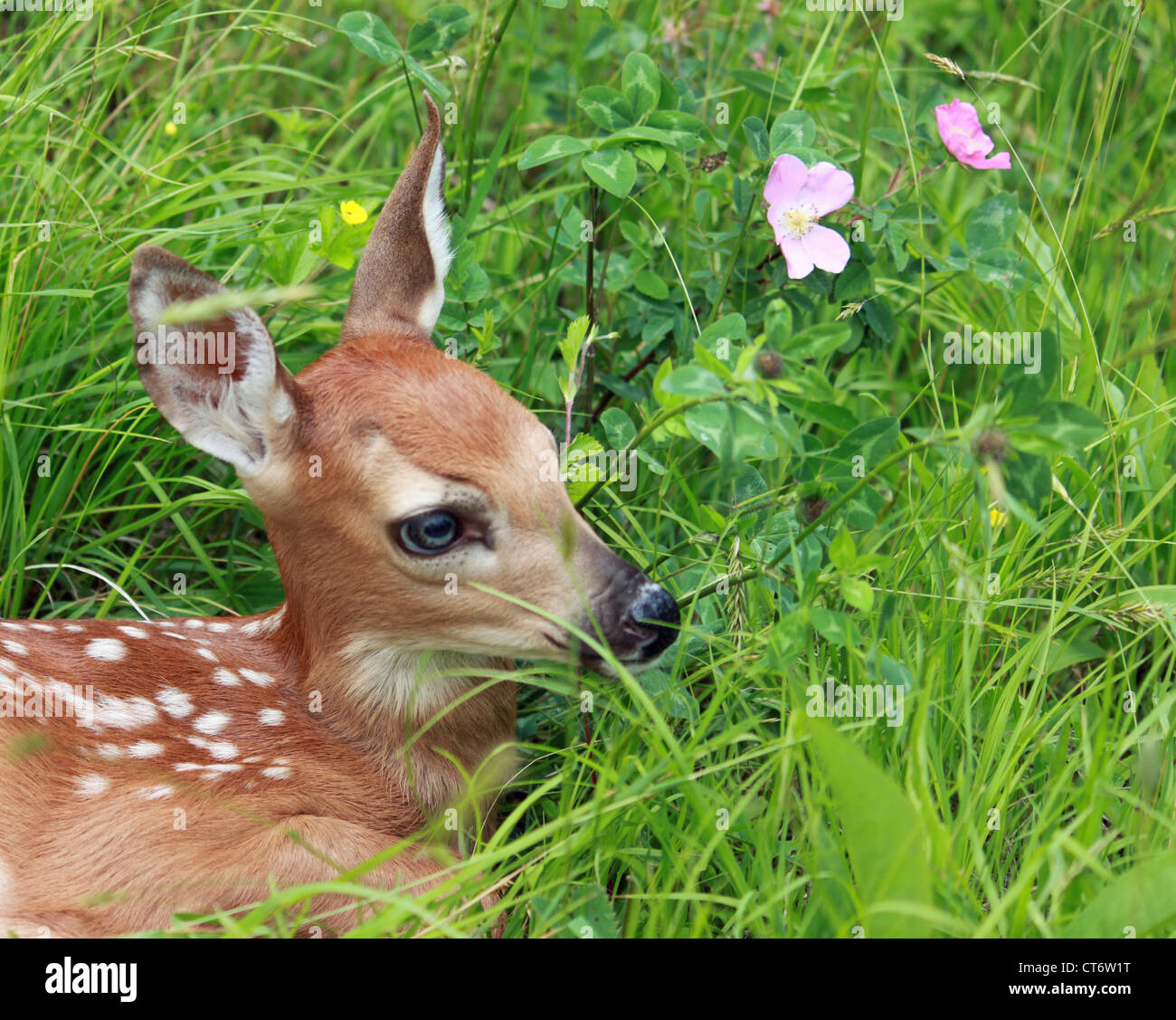 A fawn in the grass with two pink flowers Stock Photo - Alamy
