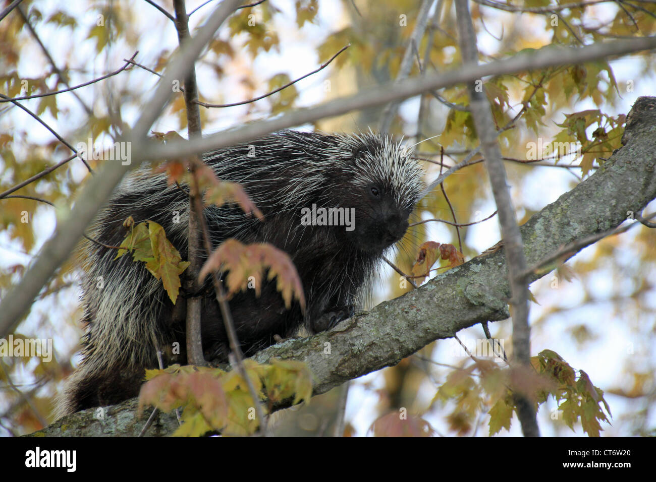 A porcupine in a maple tree Stock Photo - Alamy