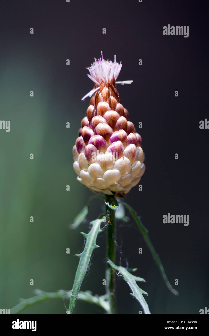 Centaurea toletana hi-res stock photography and images - Alamy