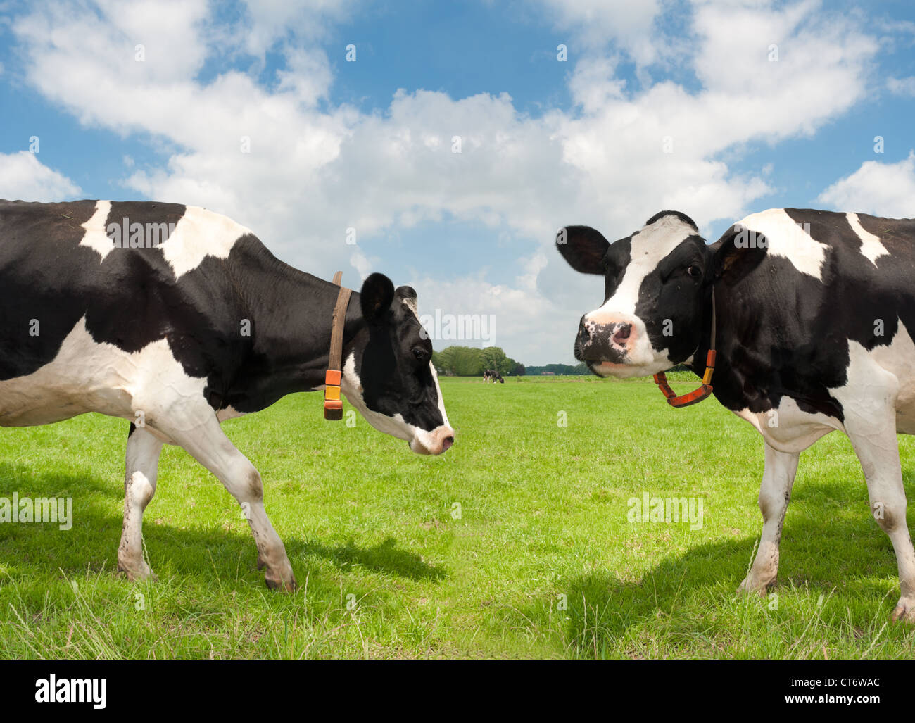 two frisian cows in a dutch meadow Stock Photo - Alamy