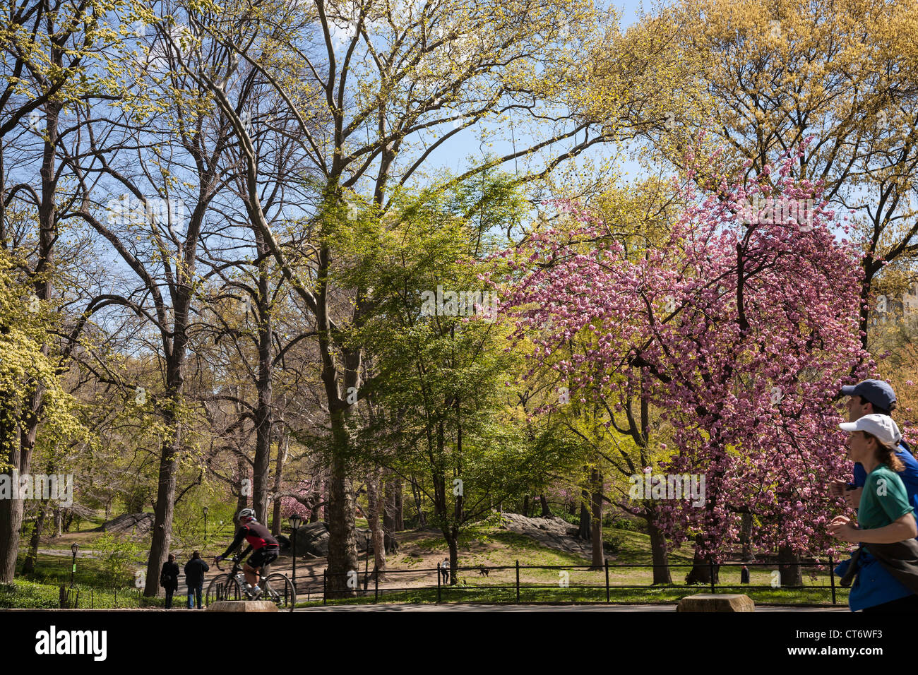 Springtime in Central Park, NYC Stock Photo - Alamy