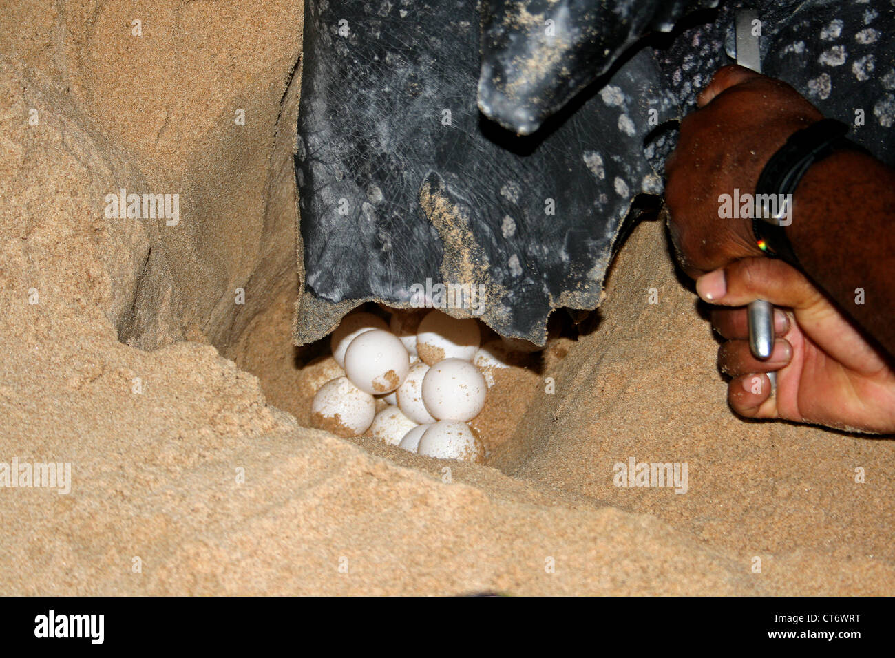 Leatherback turtle laying eggs Stock Photo - Alamy