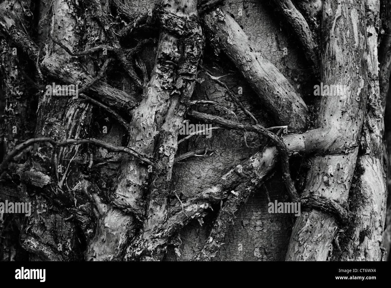 Dead vines hi-res stock photography and images - Alamy