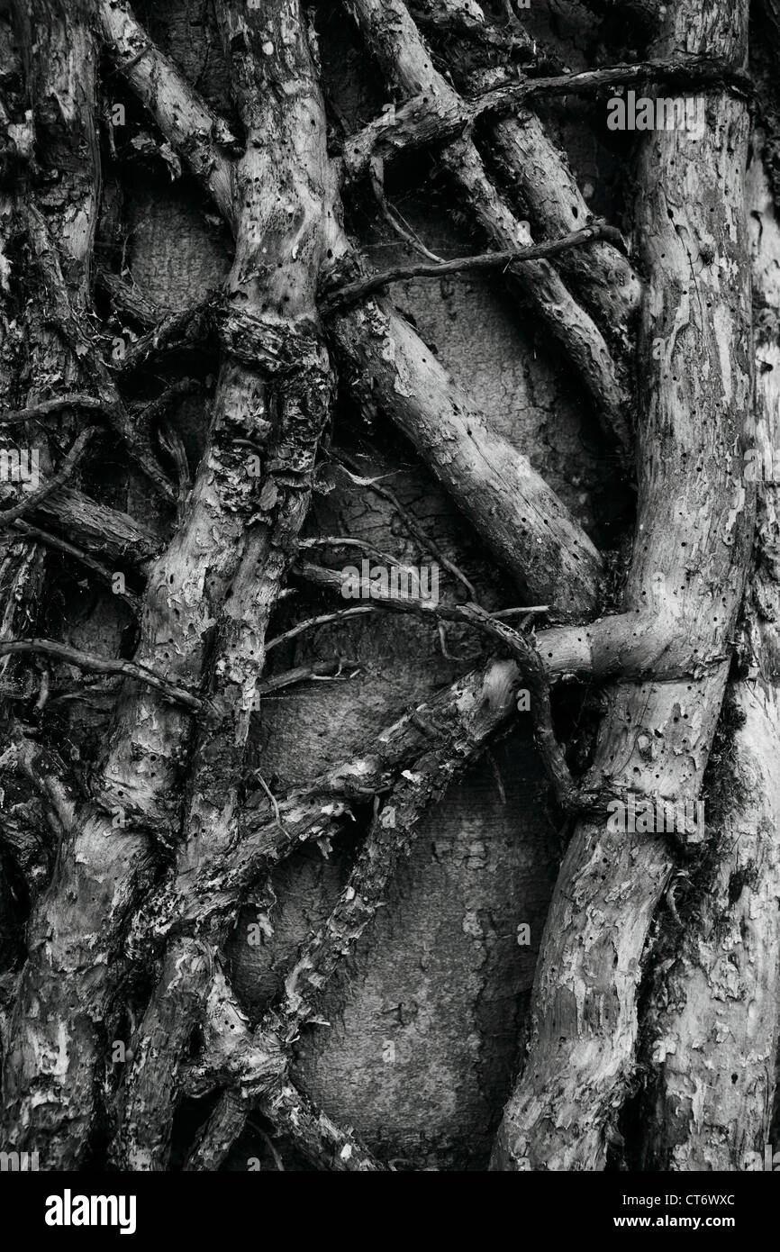 Dead vines on tree trunk Stock Photo - Alamy