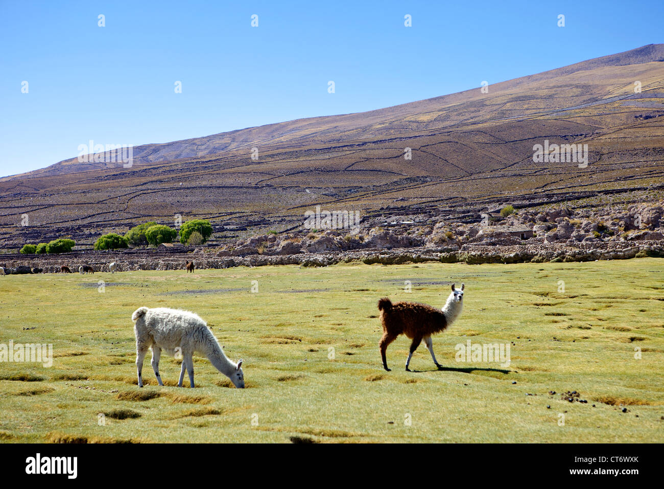 Llamas and Alpacas grazing, tunupa, South West Bolivia, South America ...