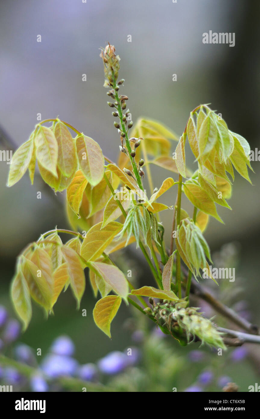 Wisteria leaves hi-res stock photography and images - Alamy