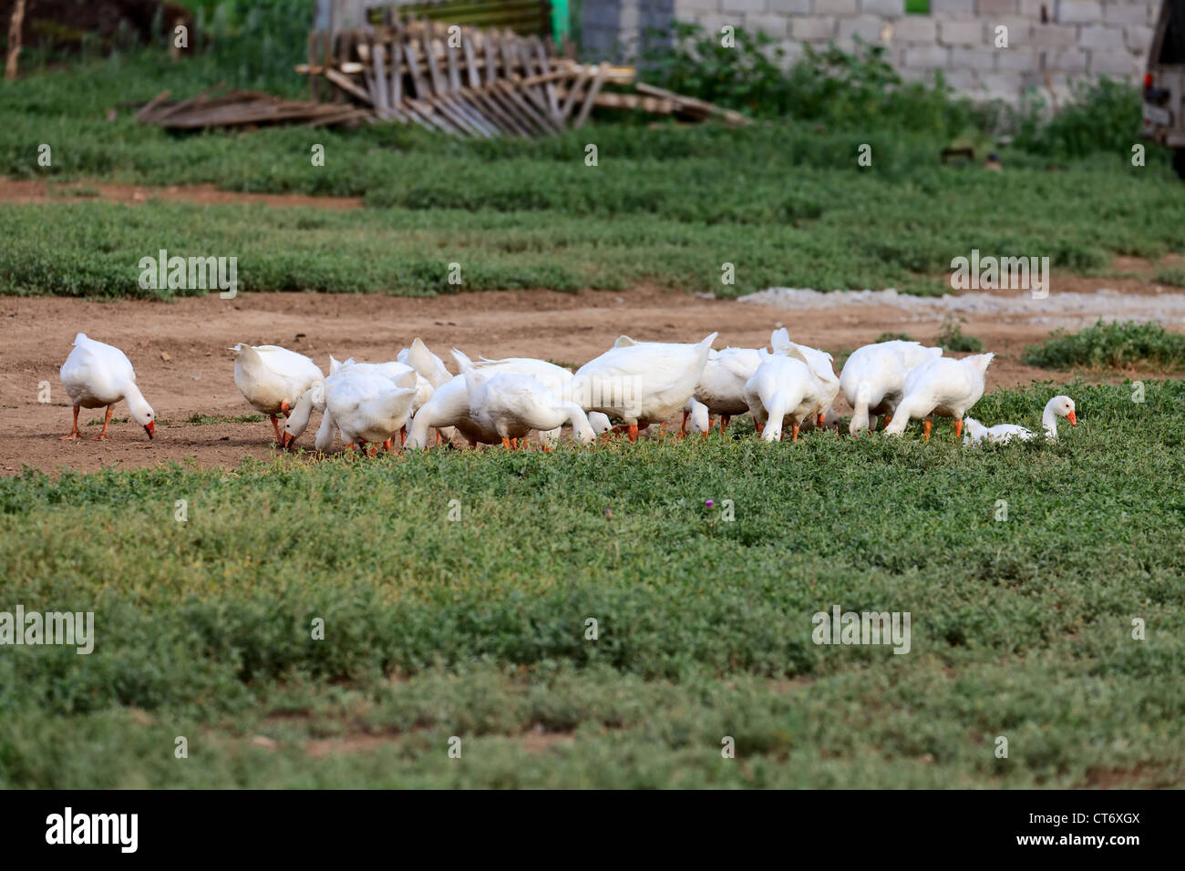Poultry mast hi-res stock photography and images - Alamy