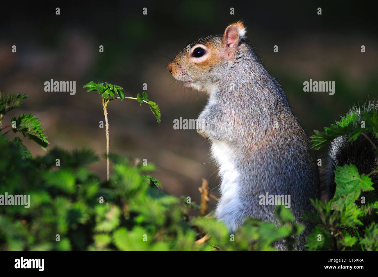 Grey ground squirrel hi-res stock photography and images - Alamy