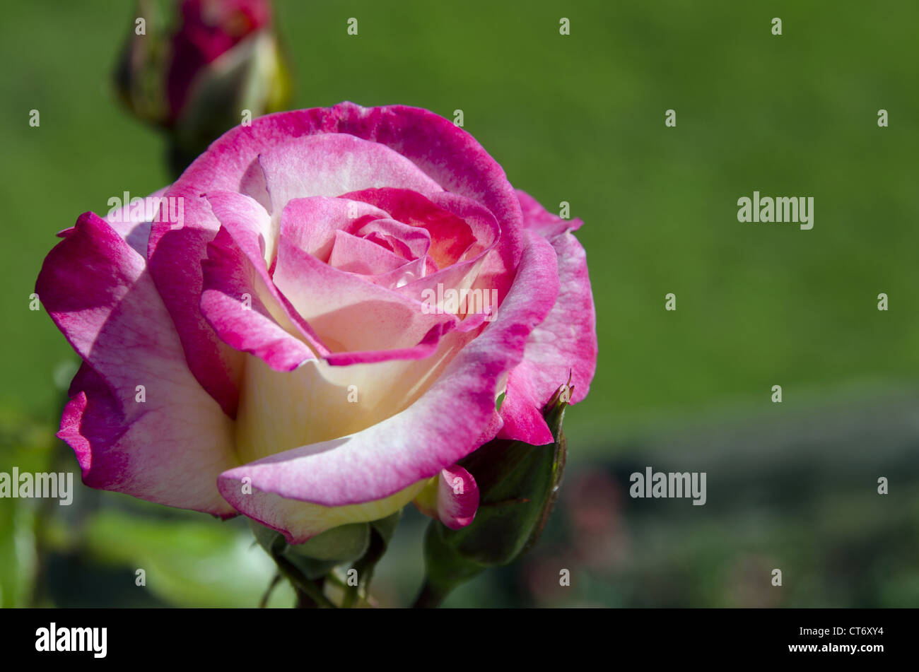 Sweetness Rose, Windsor Castle, Windsor, England Stock Photo - Alamy