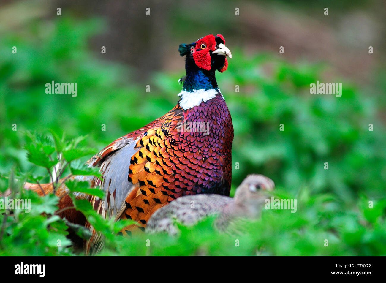Male and female pheasants hi-res stock photography and images - Alamy