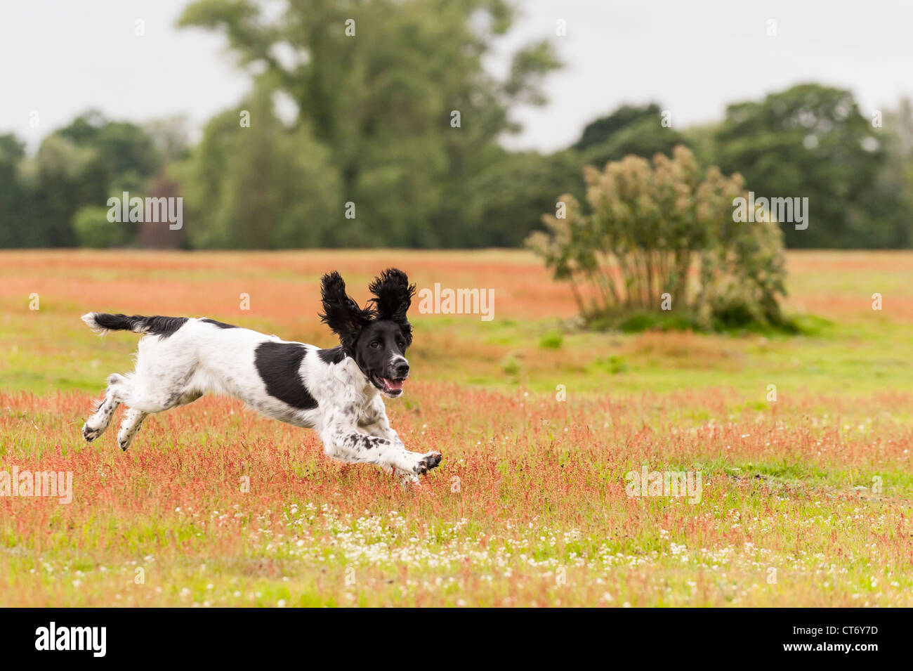 Dog running spaniel hi-res stock photography and images - Alamy