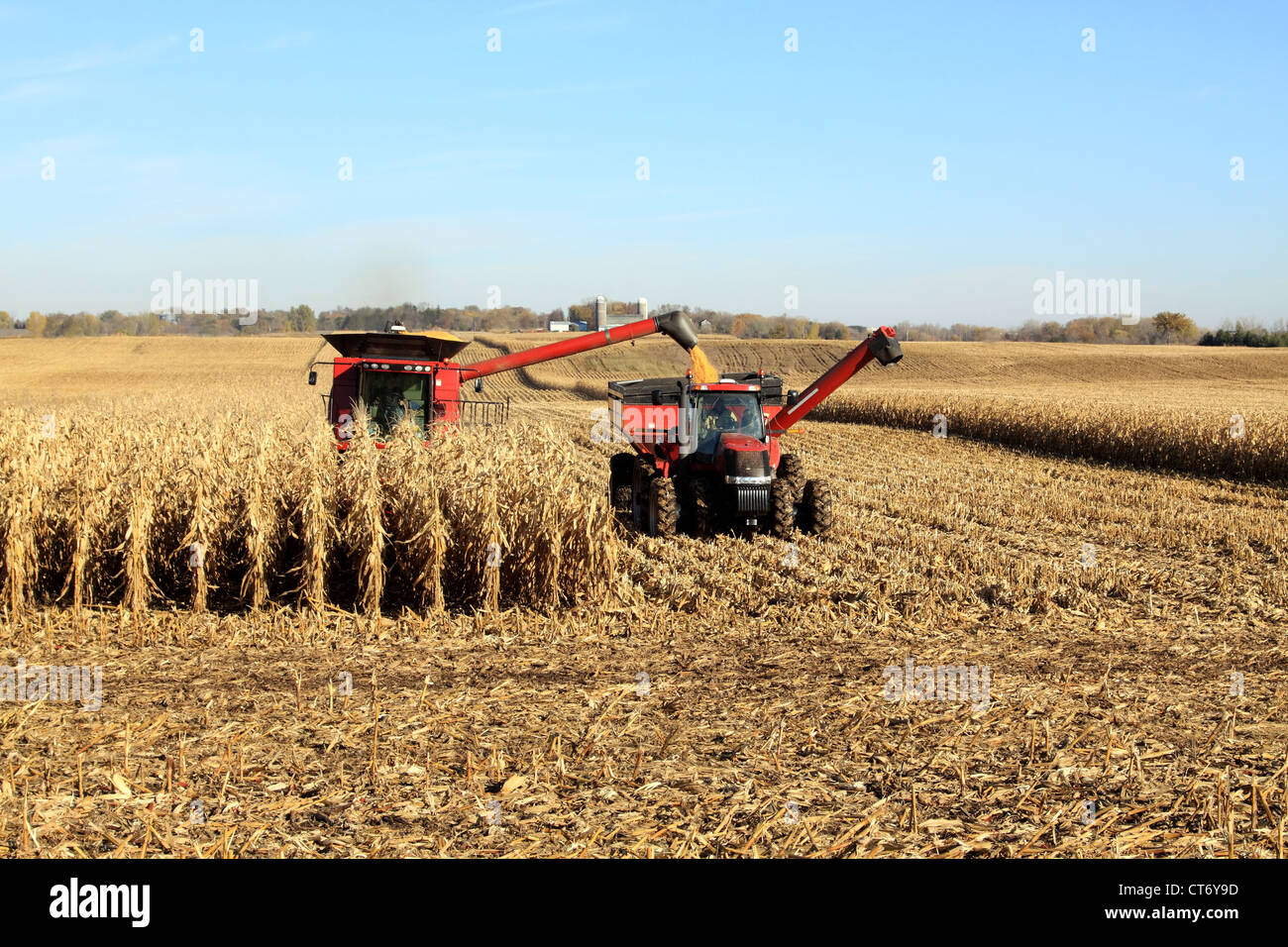 Corn Harvesting operation with farm buildings in the background, in ...