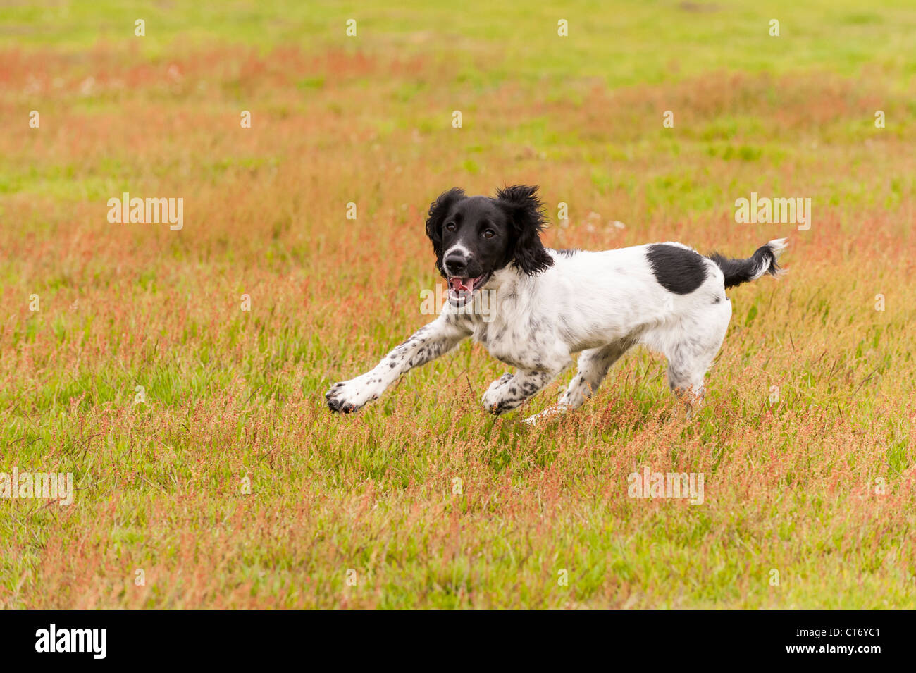 Dog running spaniel hi-res stock photography and images - Alamy