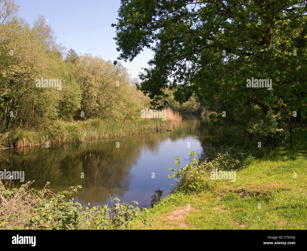 Mopley Pond Langley Hampshire England UK Stock Photo - Alamy