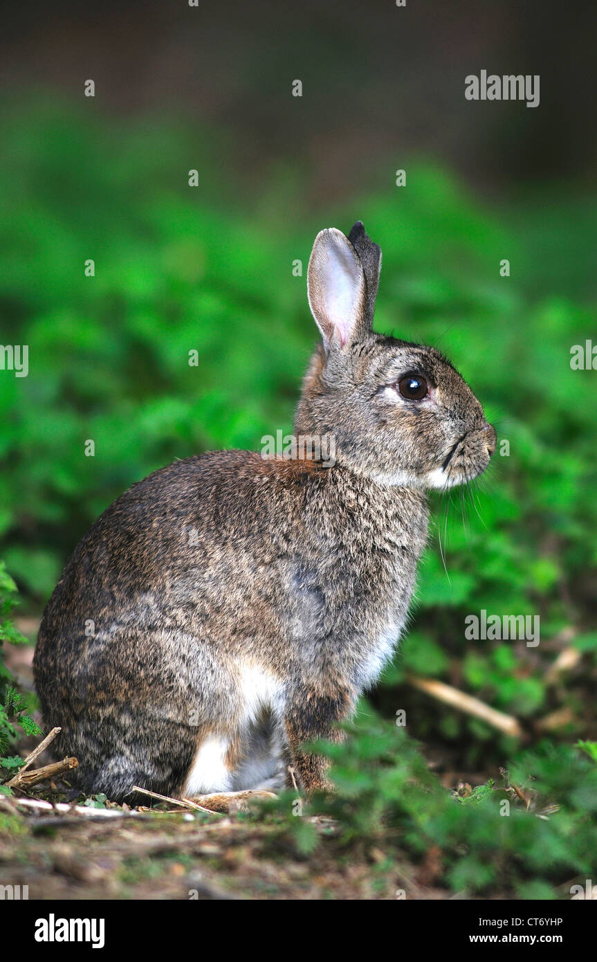 Long eared rabbit hi-res stock photography and images - Alamy