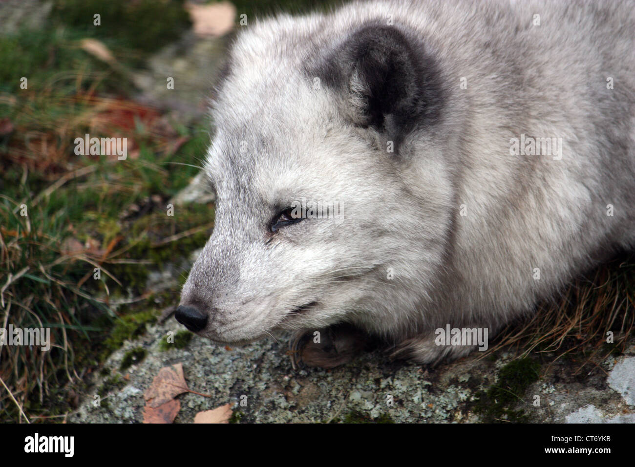 Arctic Fox at Kingussie Wildlife Park, Scotland Stock Photo - Alamy