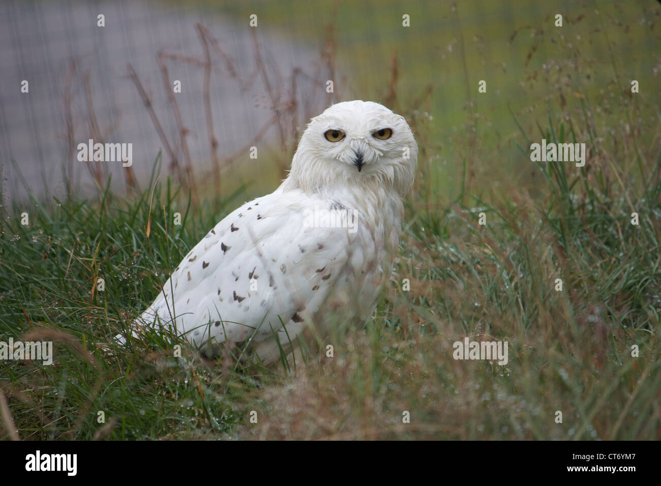 Snowy Owl in Kingussie Animal Park Stock Photo - Alamy
