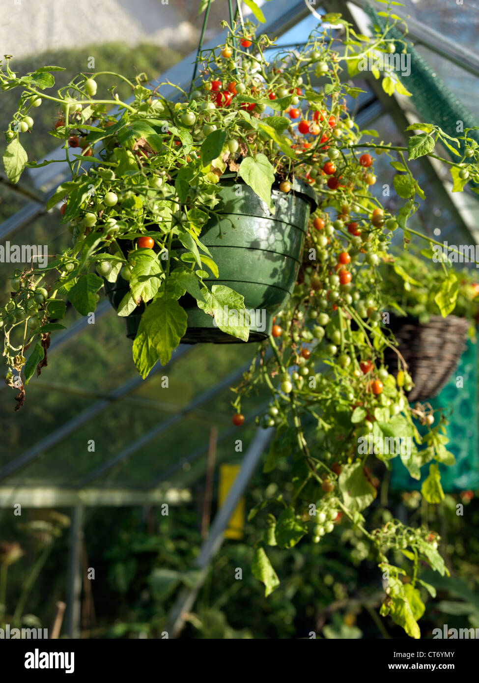 Hanging tomato plant hi-res stock photography and images - Alamy