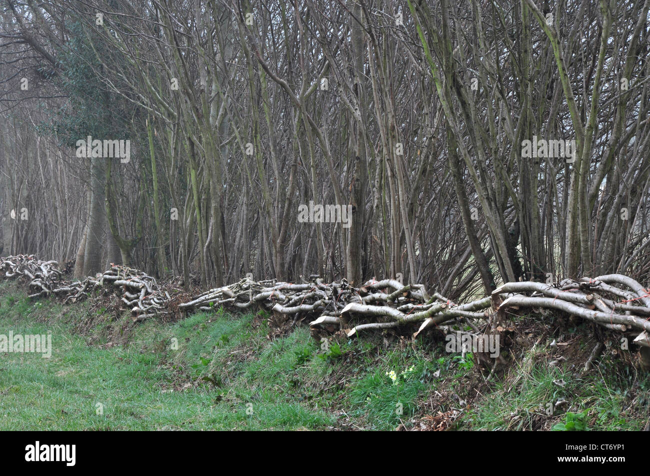 Hedge laying hi-res stock photography and images - Alamy