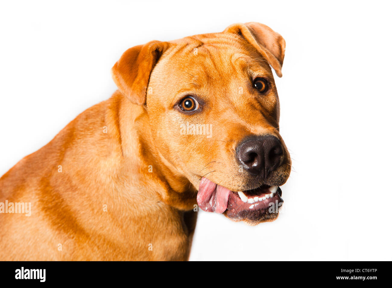 A brown Chinese Sharpei isolated over white Stock Photo - Alamy