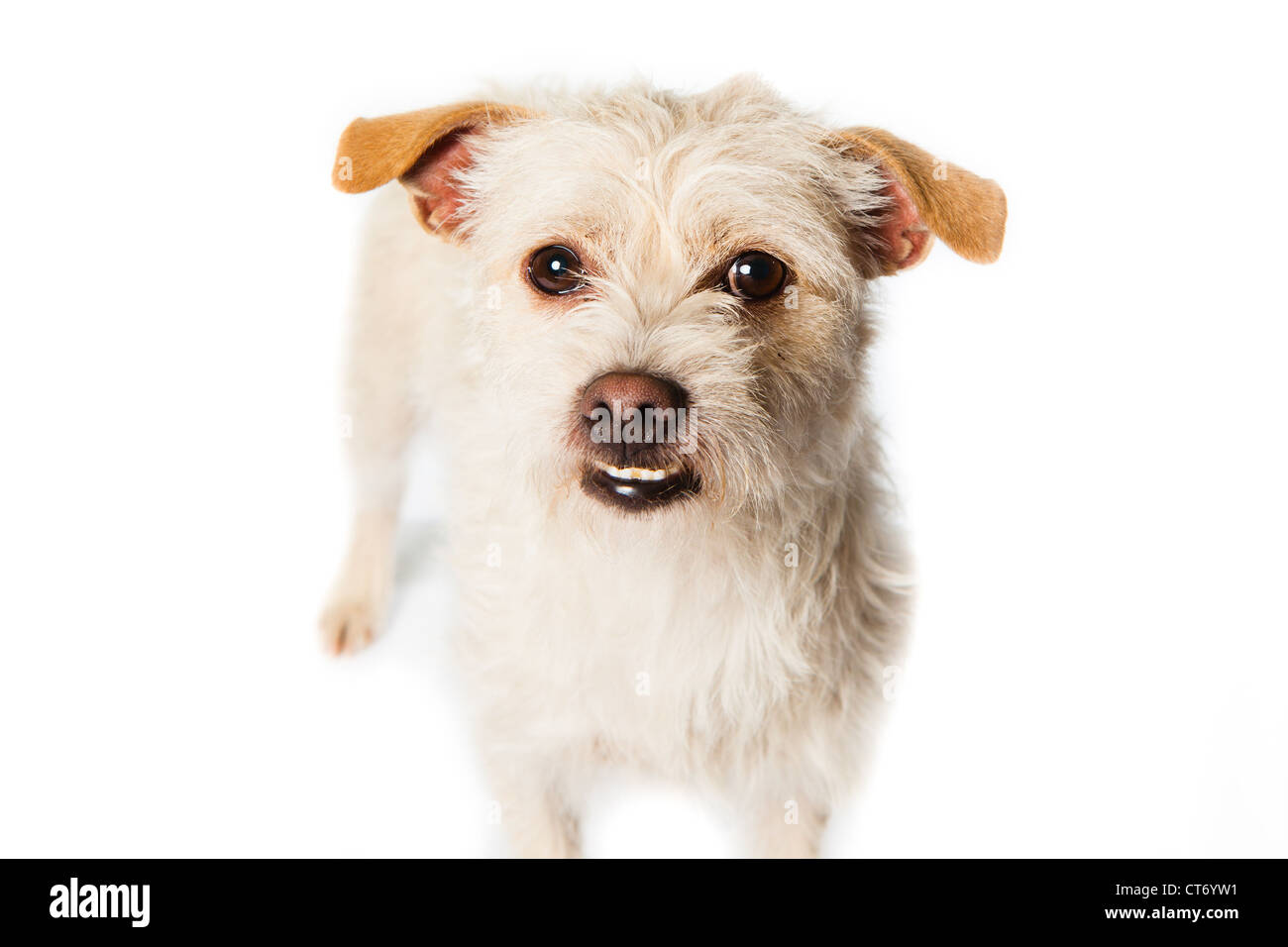 A white and tan terrier isolated over a white background Stock Photo ...