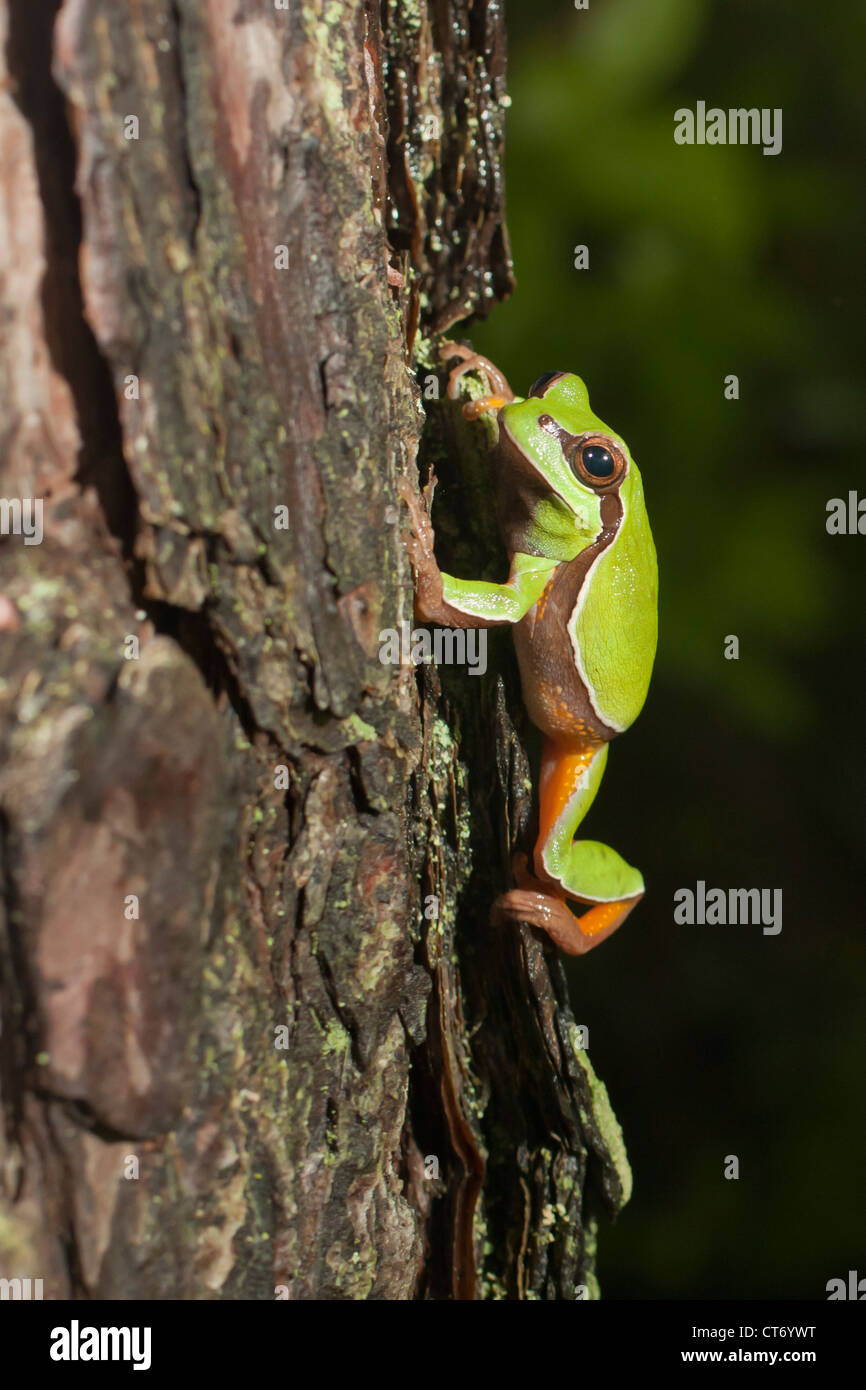 Pine barrens tree frog (Hyla andersonii) climbing a pitch pine tree ...