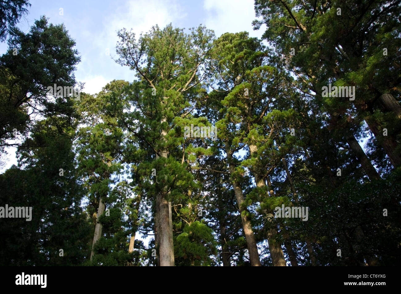 Below tall tree hi-res stock photography and images - Alamy