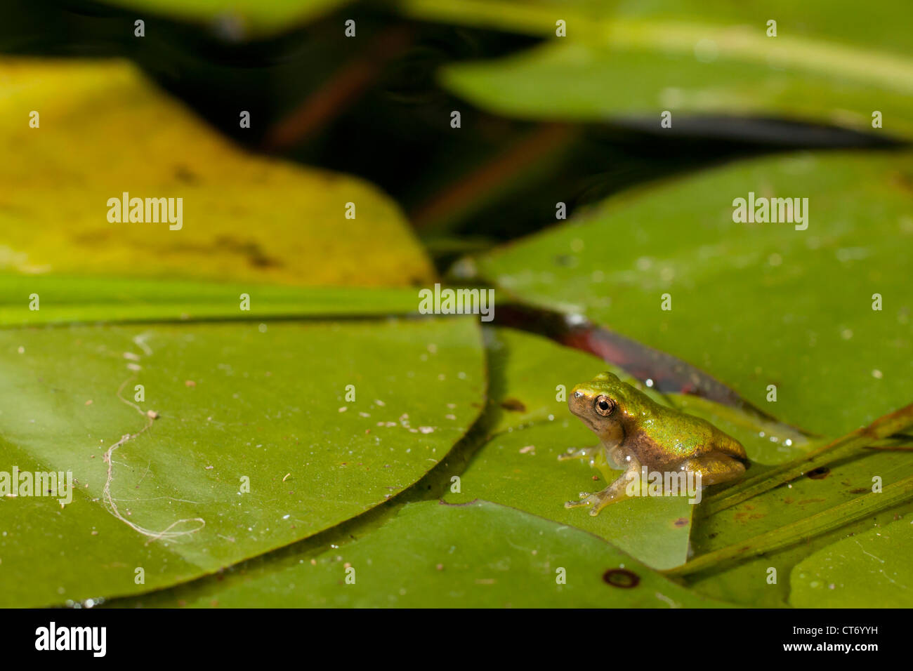 Baby northern gray tree frog on lily pad Stock Photo - Alamy