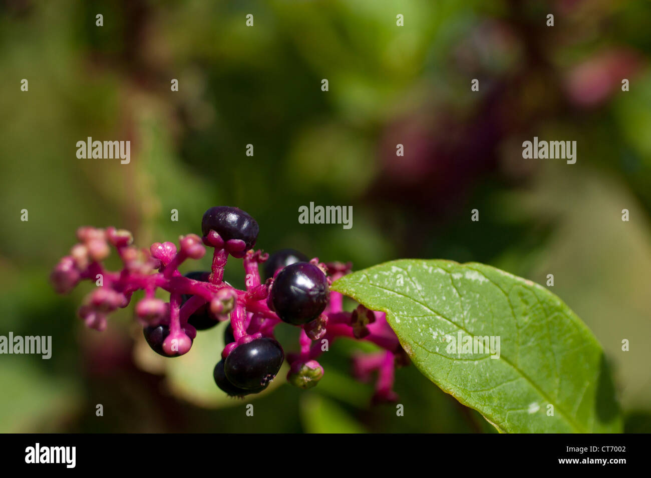Purple berries berry pokeberry poke weed hi-res stock photography and ...