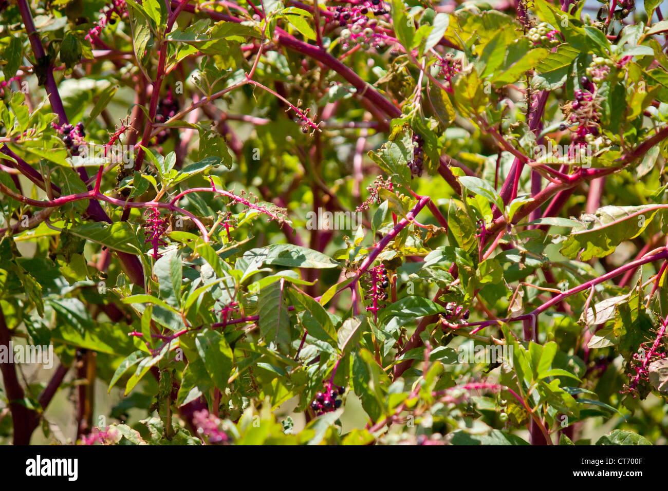 Poke weed hi-res stock photography and images - Alamy
