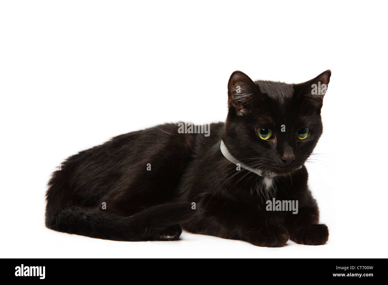 Black Domestic Short Hair Kitten Stock Photo - Alamy