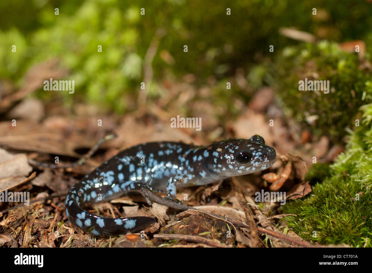 Bright Blue Salamander