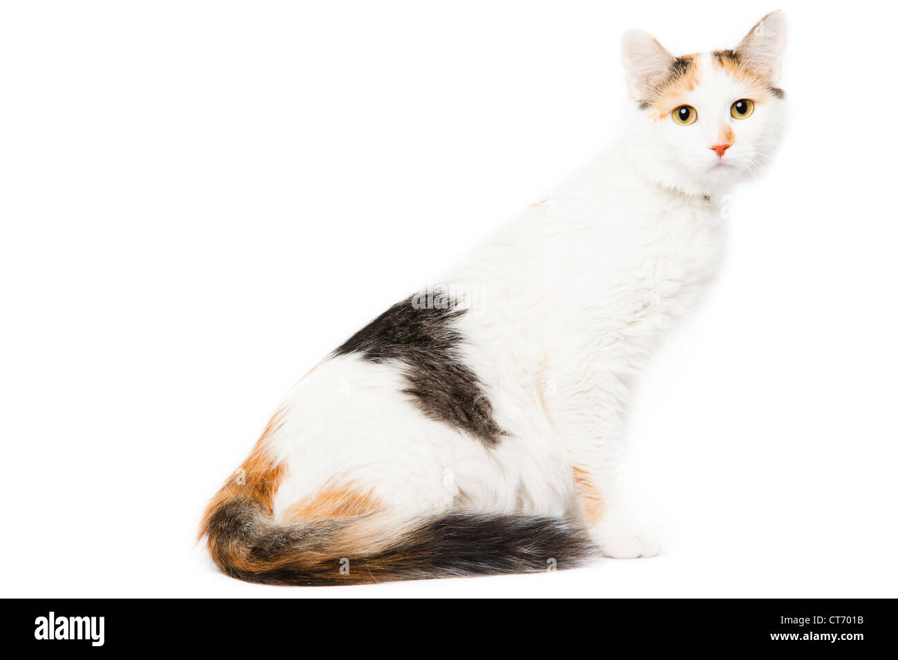 Calico colored kitten Stock Photo - Alamy