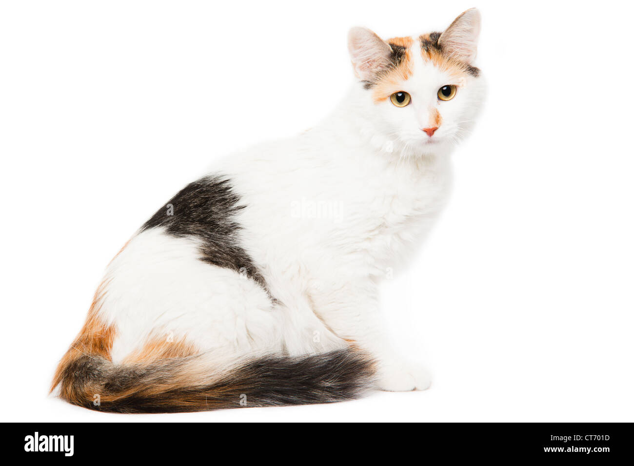 Calico colored kitten Stock Photo - Alamy