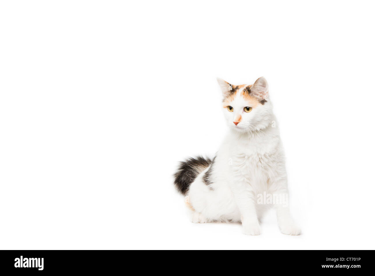 Calico colored kitten Stock Photo - Alamy