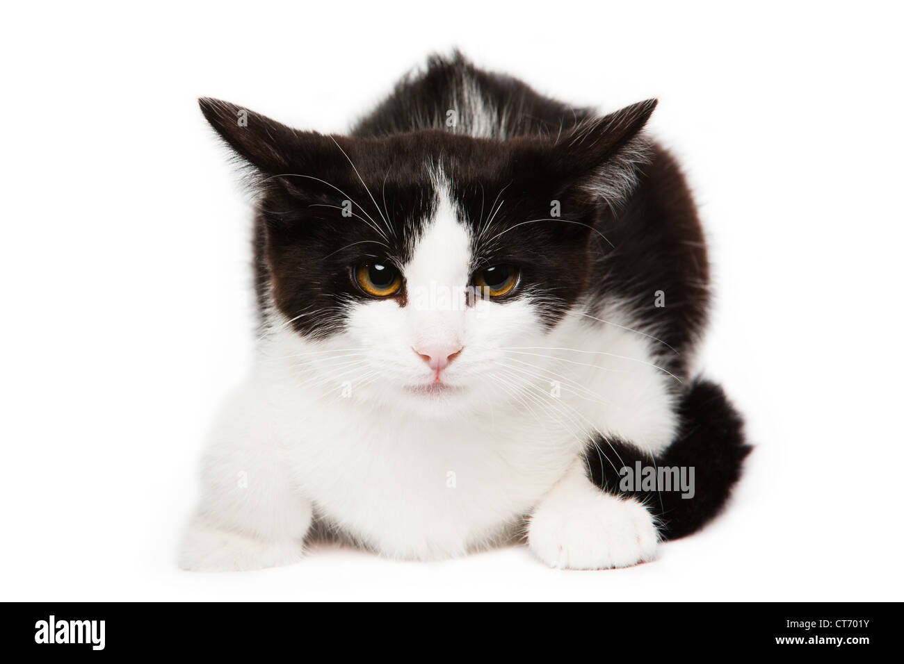 Black and White Domestic Short Hair Kitten Stock Photo - Alamy