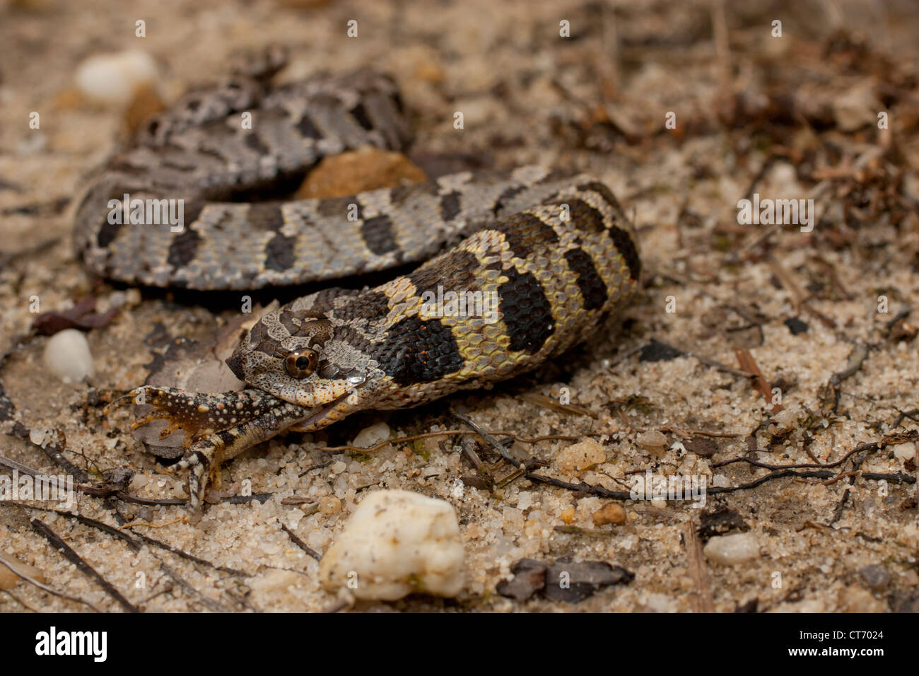 Neonate eastern hognose snake (Heterodon platyrhinos) eating a Fowler's ...