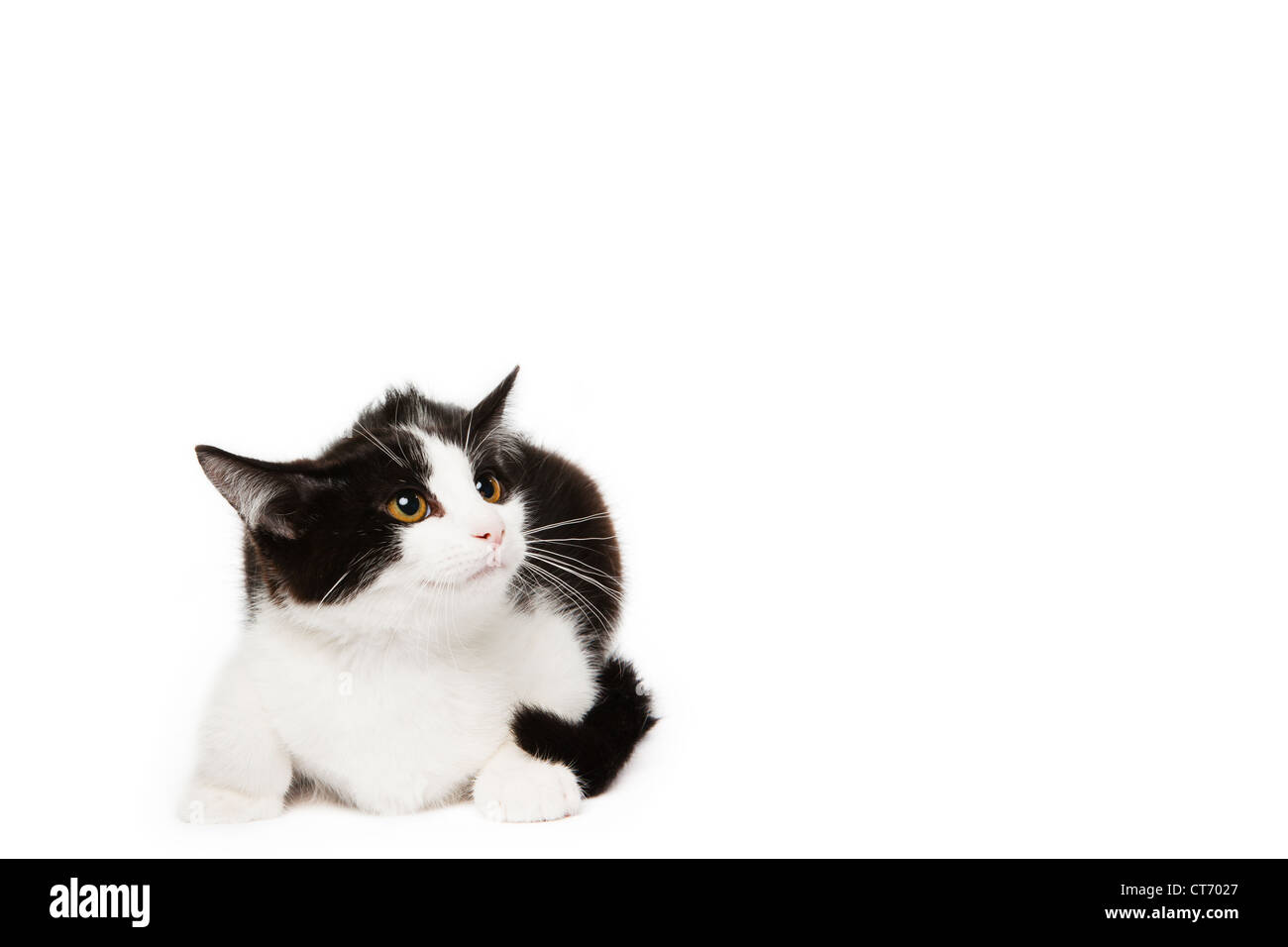 Black and White Domestic Short Hair Kitten Stock Photo - Alamy